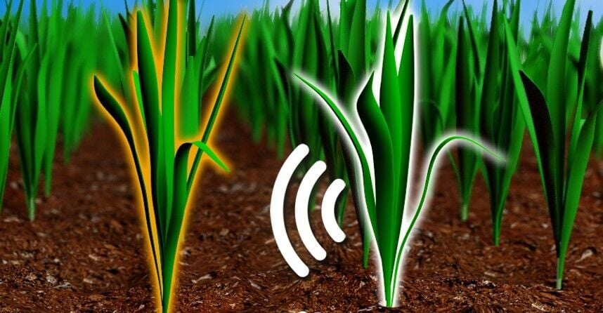 Plants ‘spy’ on their neighbors by sniffing out growth spurts ...