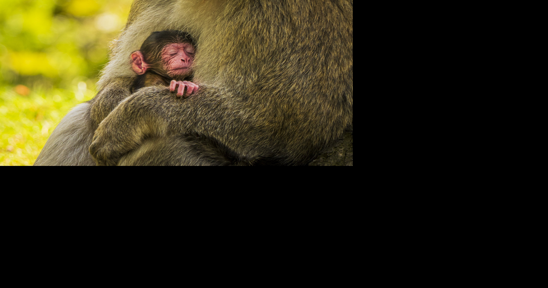 Endangered baby barbary macaques born at monkey forest | National ...
