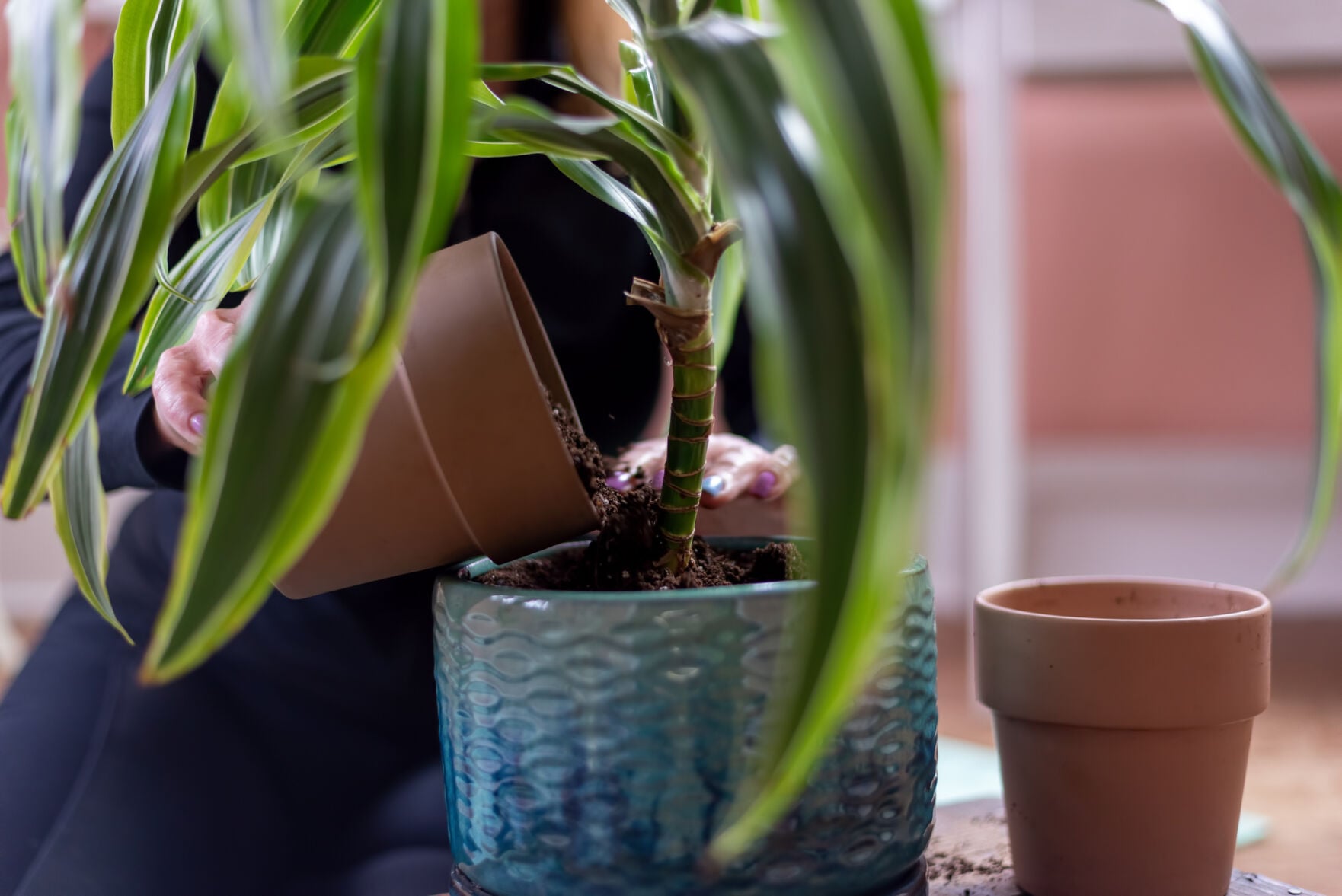 Tired of your house plants? Come swap! | Outdoors | themountaineer.com