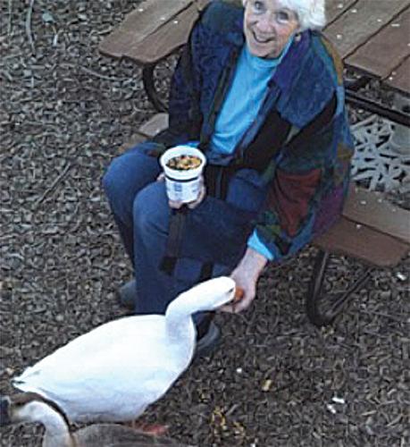 George the Goose dies, neighborhood suspects fowl play | Free Content ...