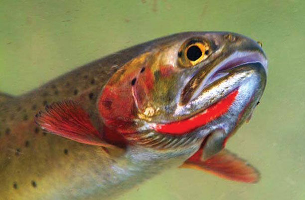 Parks and Wildlife rescues rare trout | Free Content | themountainmail.com