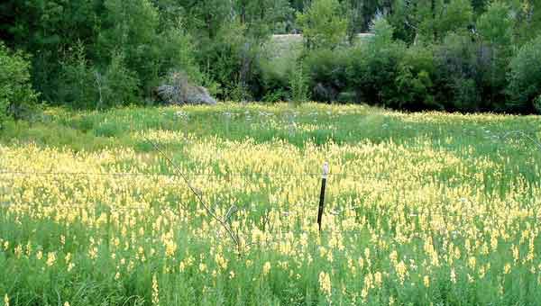 Noxious weed mitigation | Local News | themountainmail.com