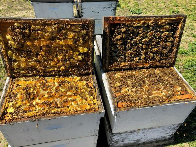 The Mountain Mail, 'Bees in the valley' | Local News | themountainmail.com