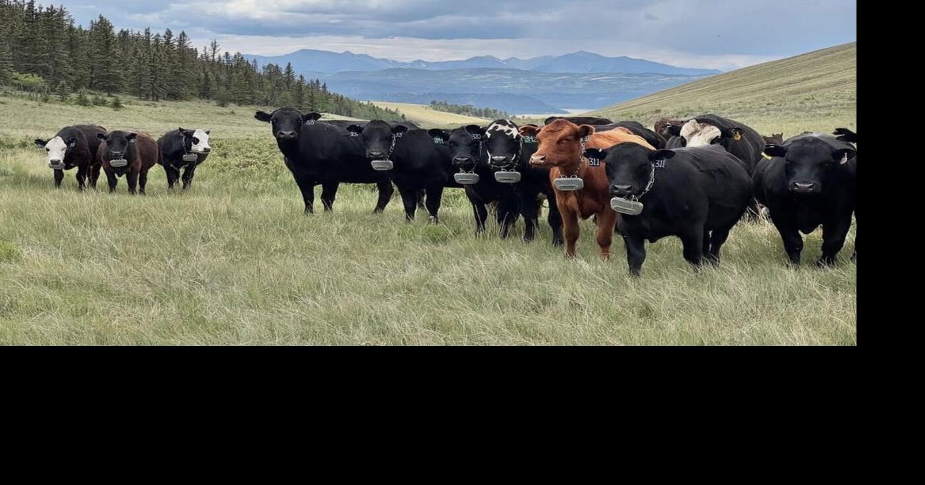 Badger Creek Ranch takes innovative approach to preserving wetlands ...