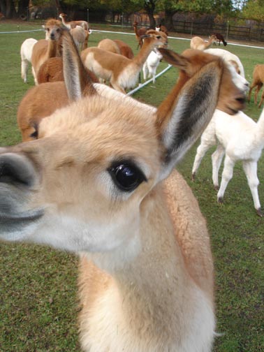 Fiber artists display their works at annual festival | Free Content ...