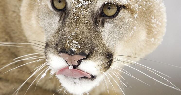CPW draft plan to further protect female lions, allow hunting | Local ...