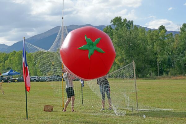 The Tomato War returns to BV | Free Content | themountainmail.com