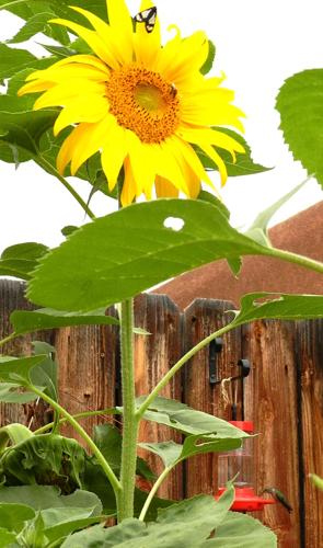 Backyard beauties | Free Content | themountainmail.com