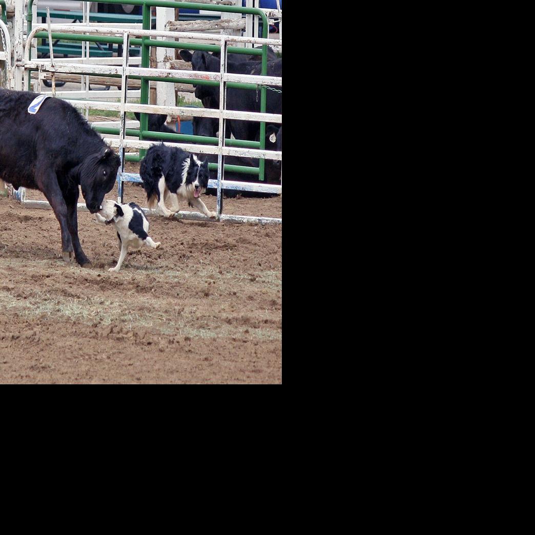 Gallery | themountainmail.com