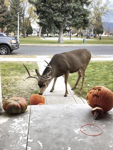 do pumpkins attract deer