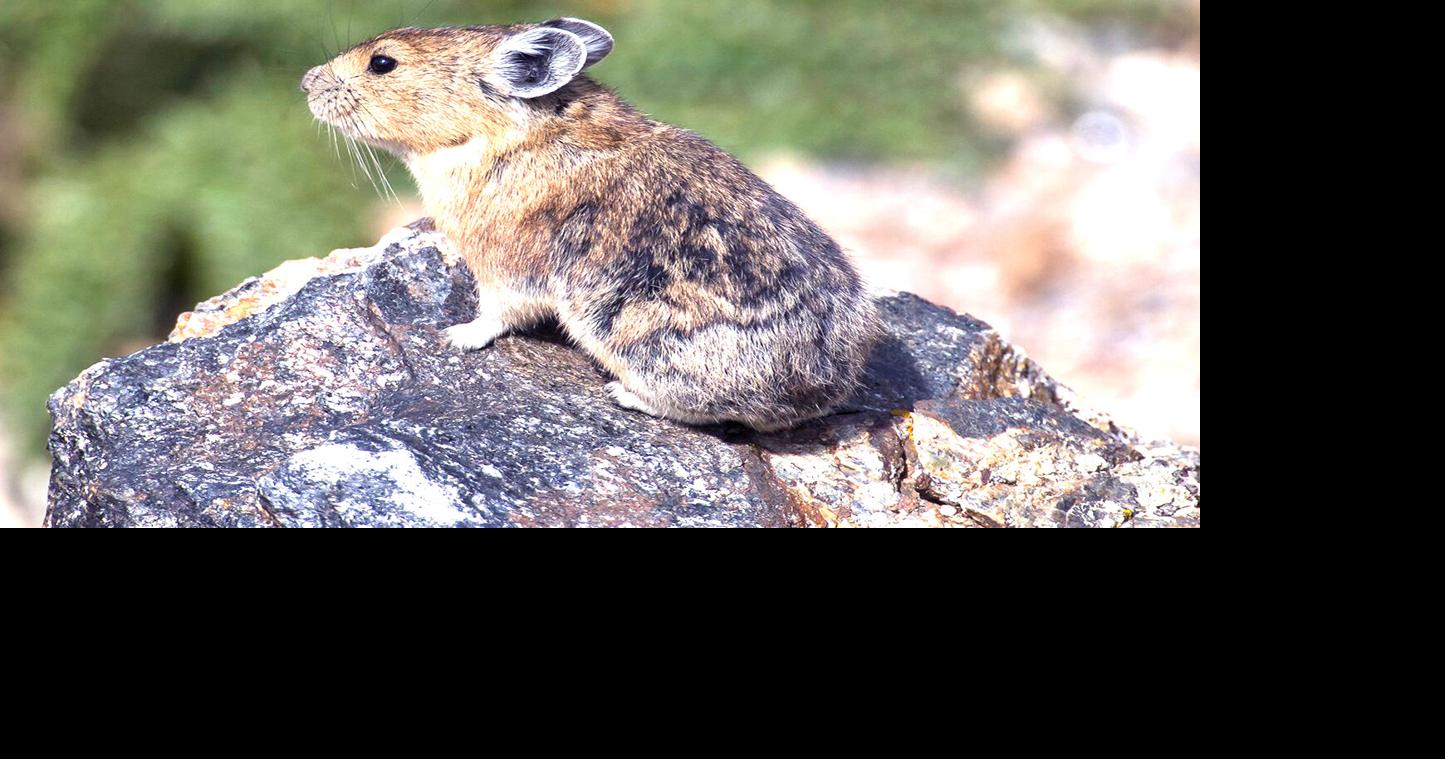 New app collects pika data | Local News | themountainmail.com