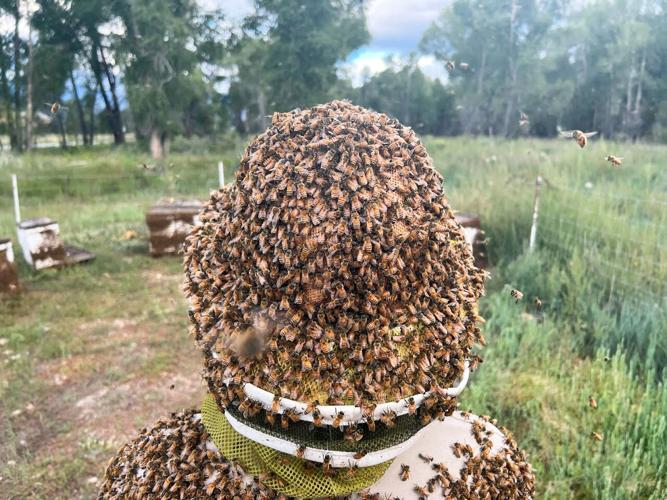 The Mountain Mail, 'Bees in the valley' | Local News | themountainmail.com