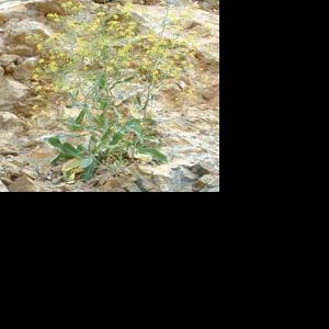 Nevada noxious weed settles on county line | Local News ...