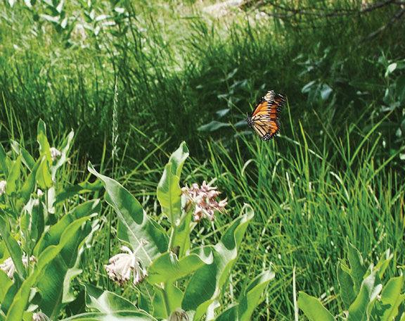 Monarch butterflies find Salida attractive | Local News ...