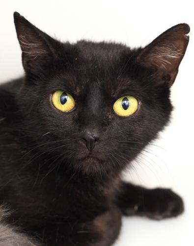AVHS enriches cats’ lives | Opinion | themountainmail.com