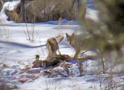 coyote prey