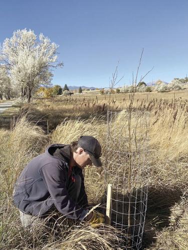 Parks Department plants native trees | Local News | themountainmail.com