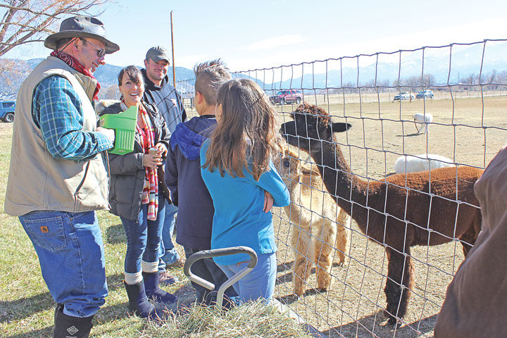 Visitors meet alpacas at Hallmark Ranch | Local News | themountainmail.com