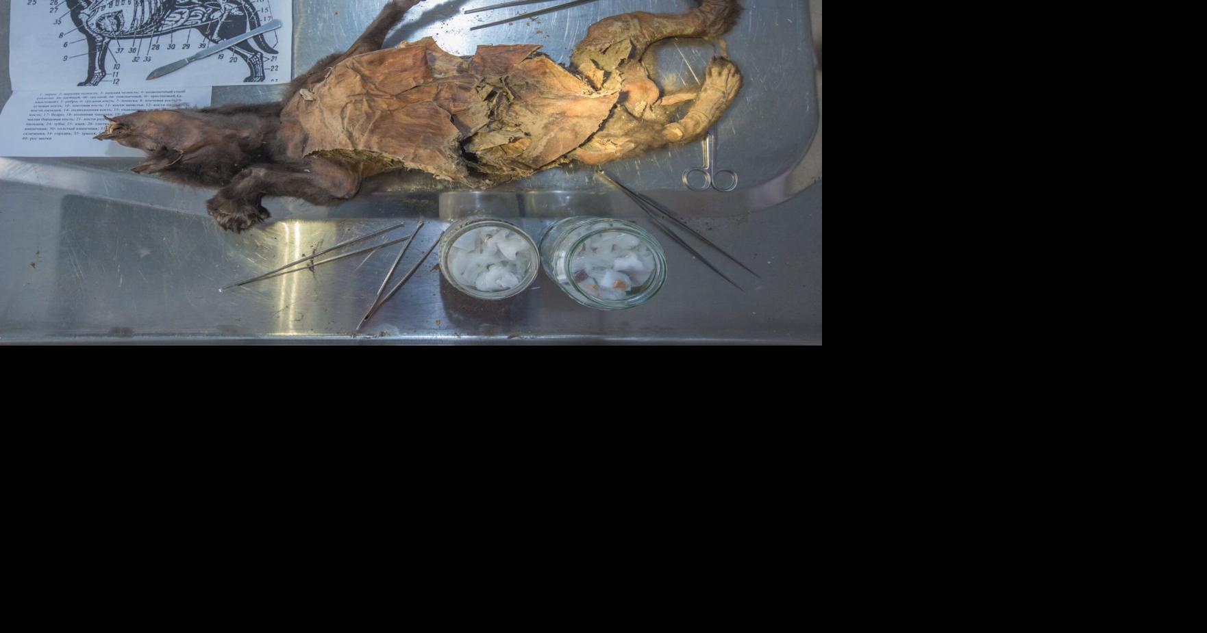 Woolly rhino remains found in Ice Age wolf give clue to species’ end ...