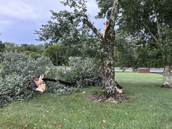 Trees snap during storm | News | themountainpress.com