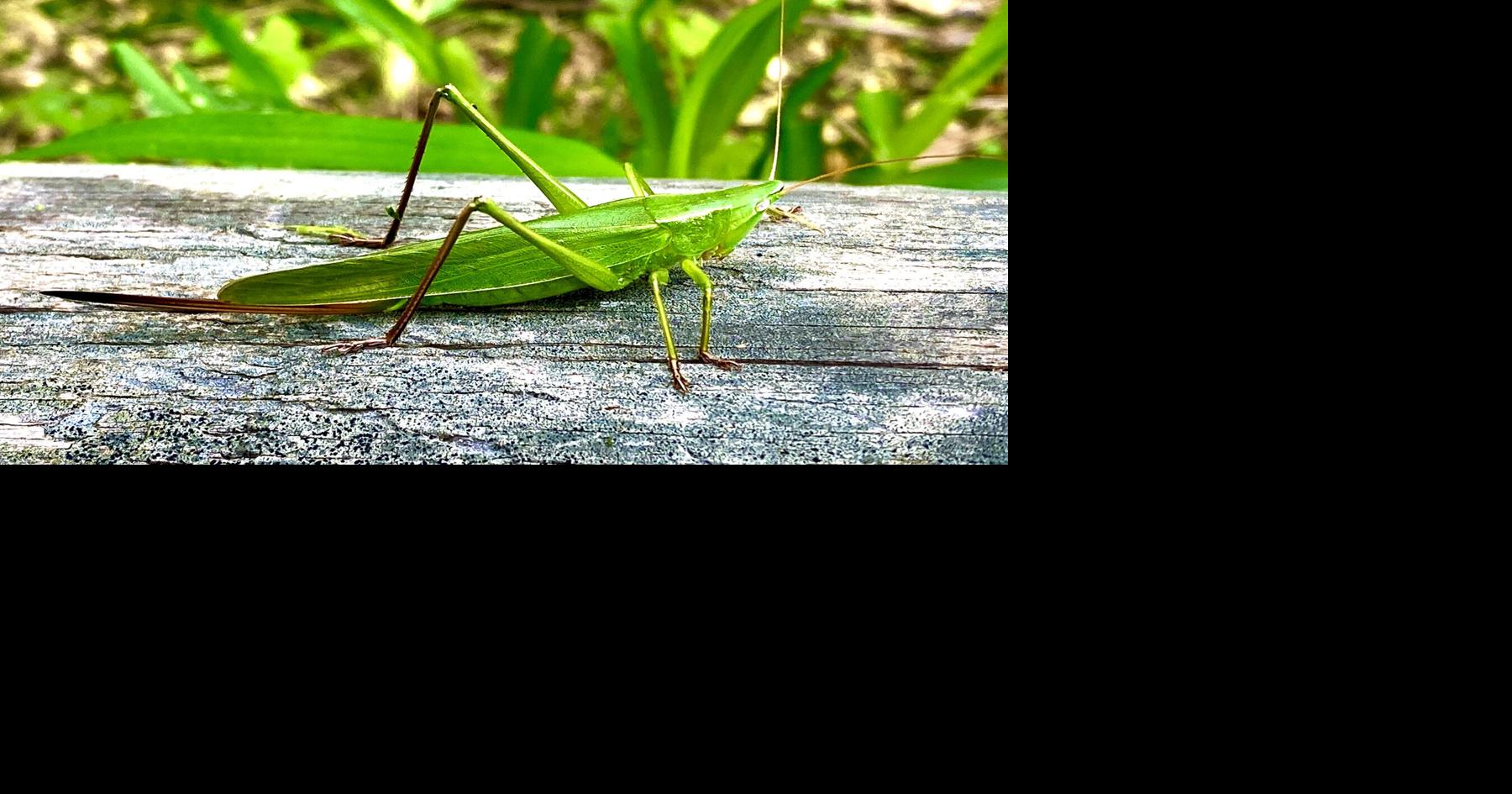 Katydids | Opinion | themountainpress.com