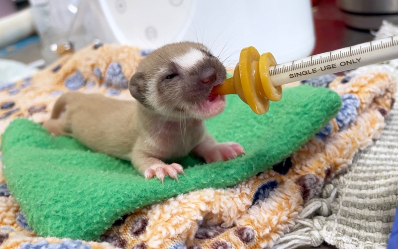Orphaned weasel returns to wild after 70 days in care | National News ...