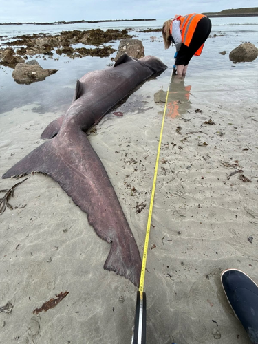 Massive shark usually found in New Jersey washes up in England ...