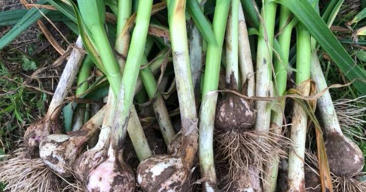 The Most Wonderful Time of the Year: Garlic: UT Gardens’ October Plant ...