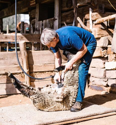 Museum of Appalachia to Host Three Sheep Shearing Days This Spring ...