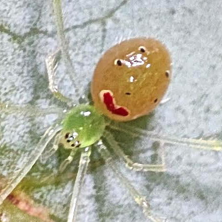 Spider with ‘happy face’ discovered in the Himalayas | National News ...