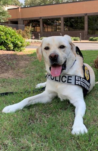 TBI announces retirement of K9 Zeus | News | themountainpress.com