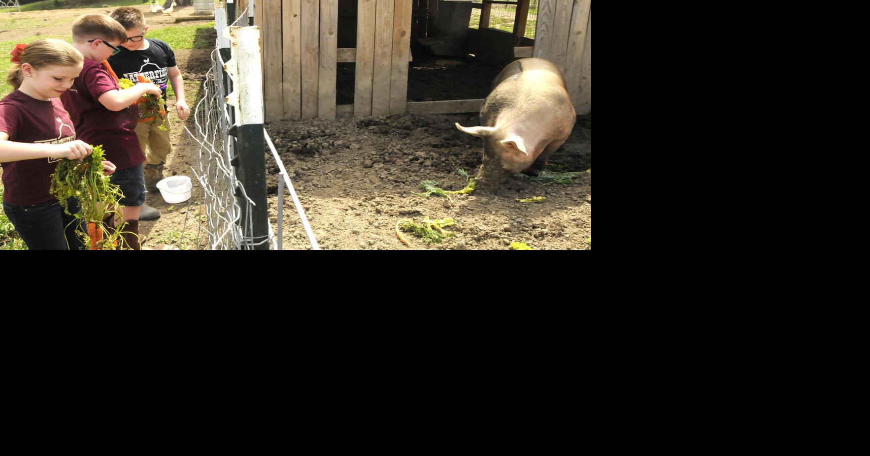 Satterfield Family Farm offers fresh, farm-raised meat | News ...
