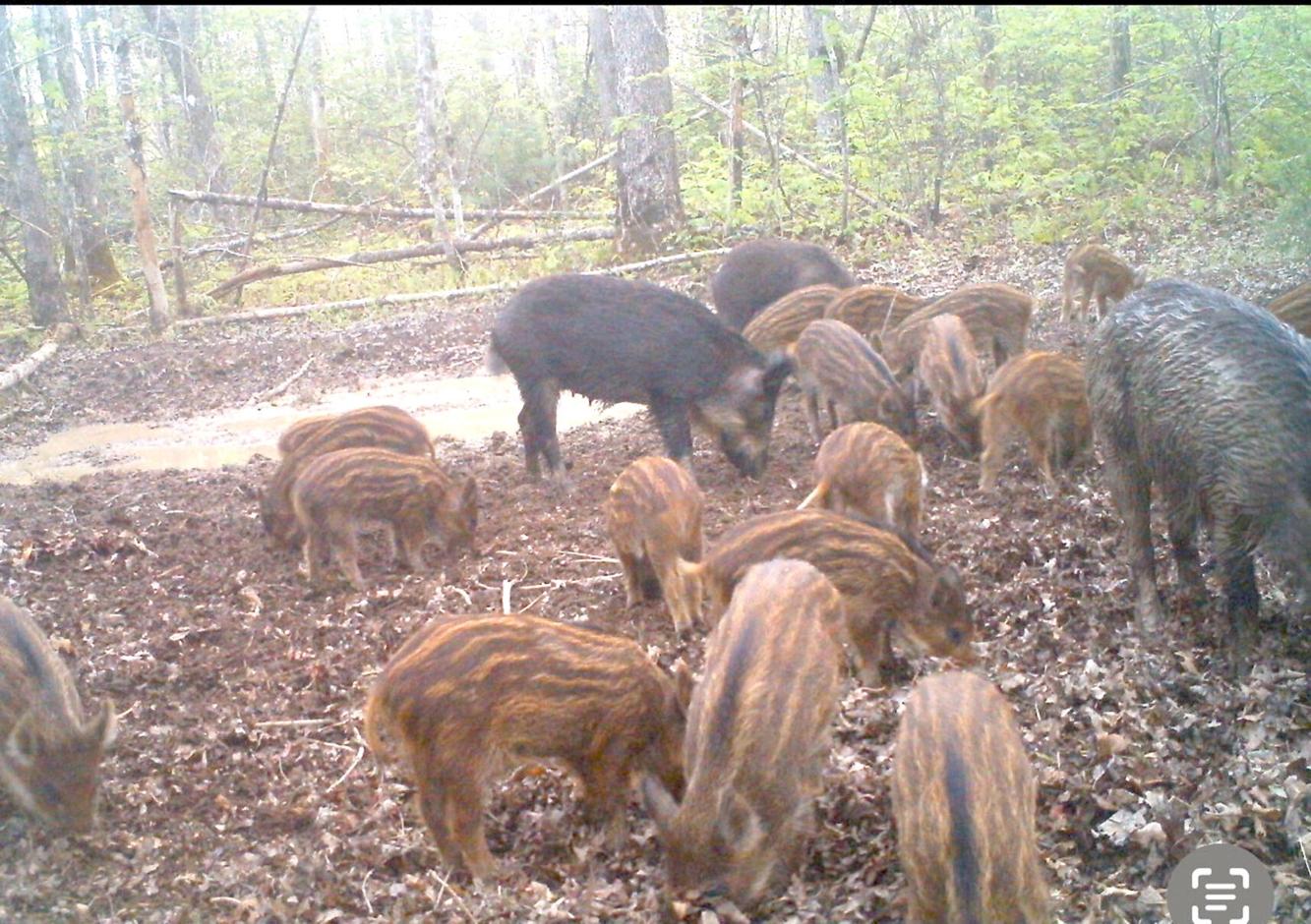 Harvesting wild hogs at Big South Fork NRRA and Obed WSR | News ...