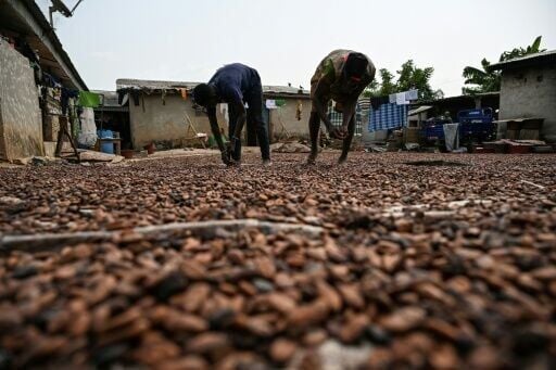 Ivory Coast faces unusual pile-up of cocoa at export hubs | National ...
