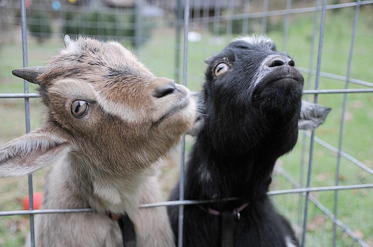 History, nostalgia helps Wilson Glyn tree farm | News ...