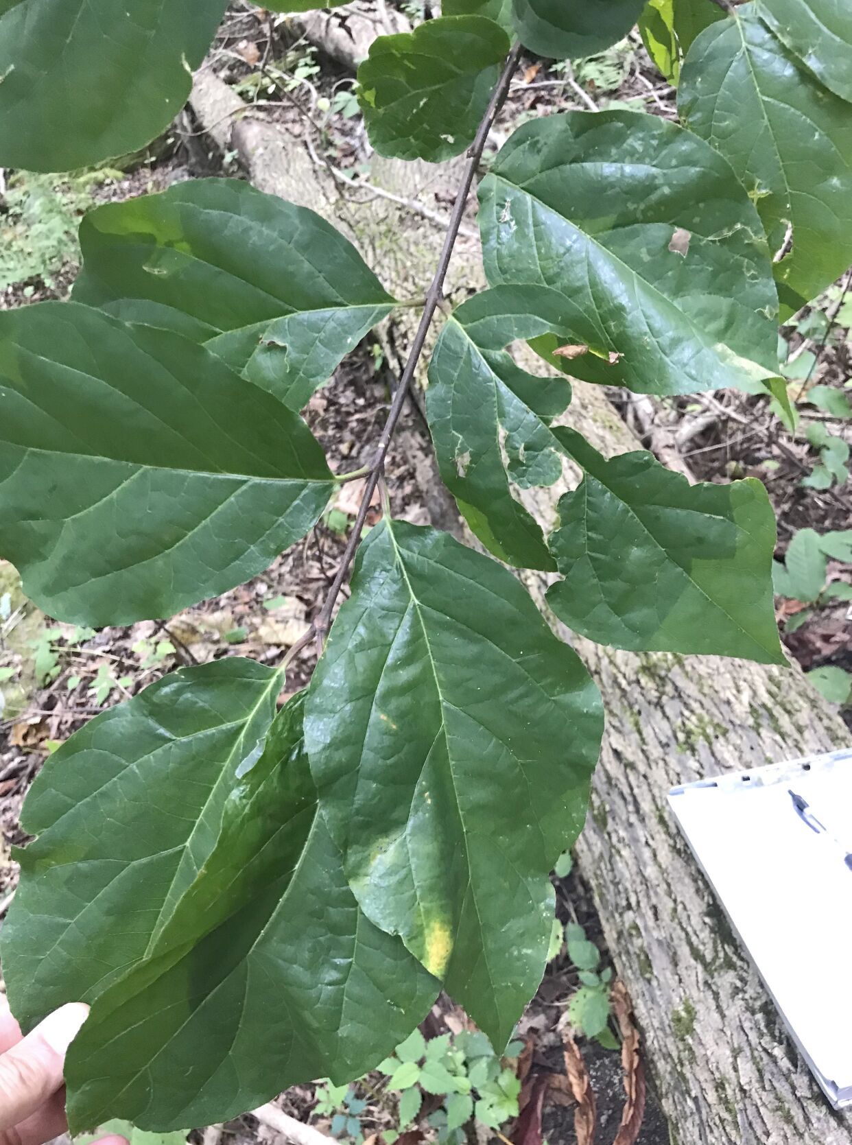 Tree math | Opinion | themountainpress.com