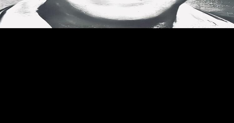 Bobby Gene Lemons | Lafollette | themountainpress.com