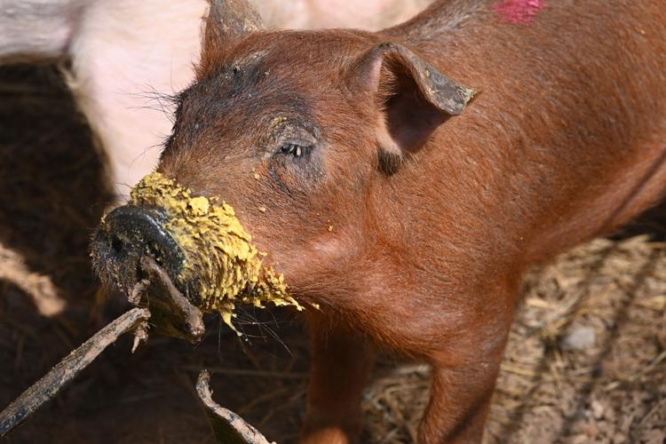 Distillery goes full circle with farm mash | News | themountainpress.com