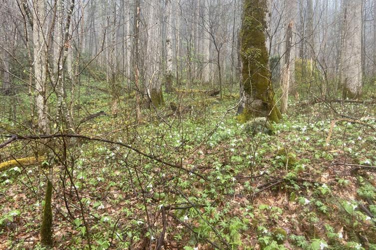 New 'Trails Forever Hikes' program begins in Smokies | News ...