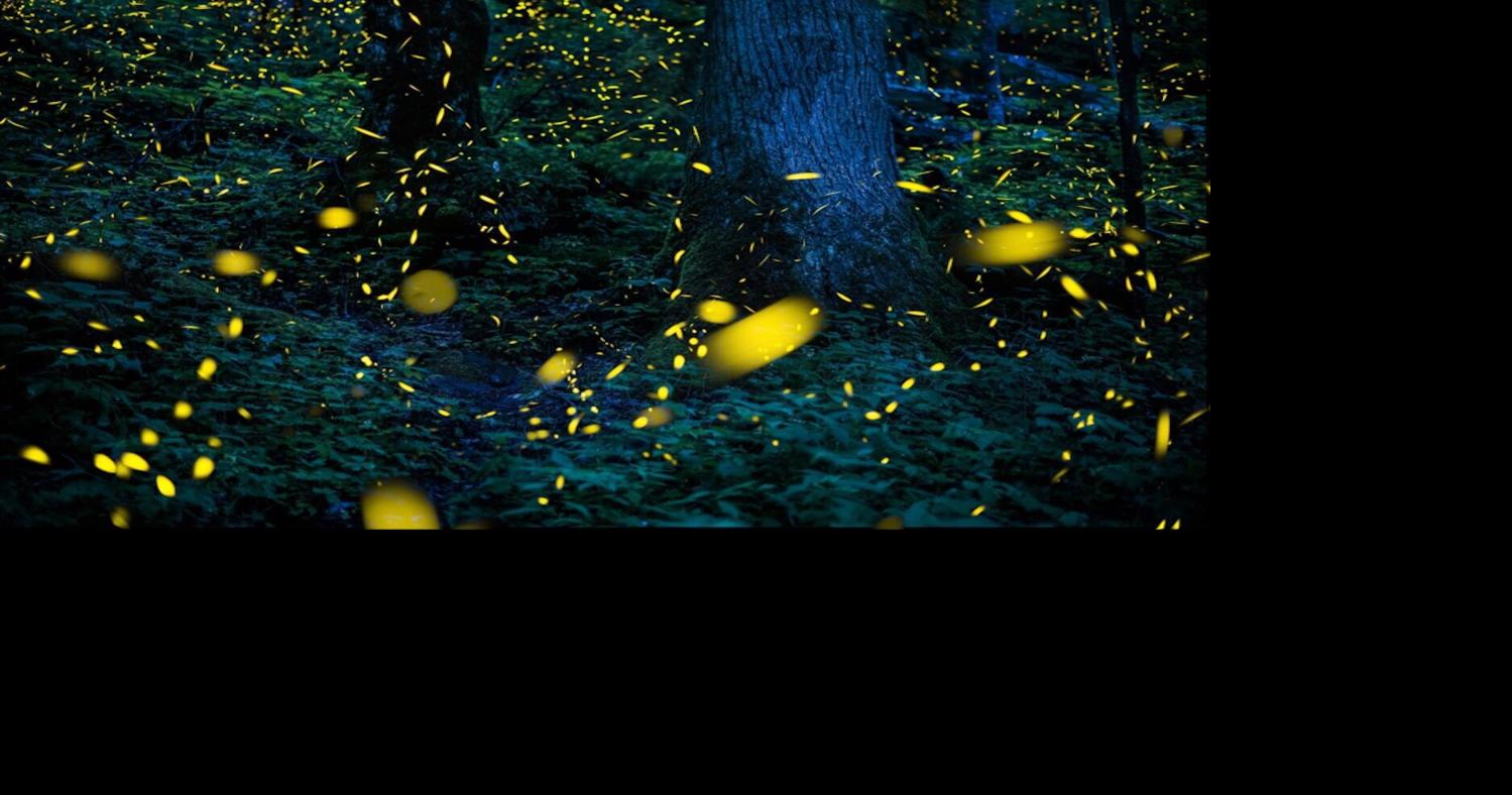 GSMNP announces dates for annual firefly viewing event | News ...