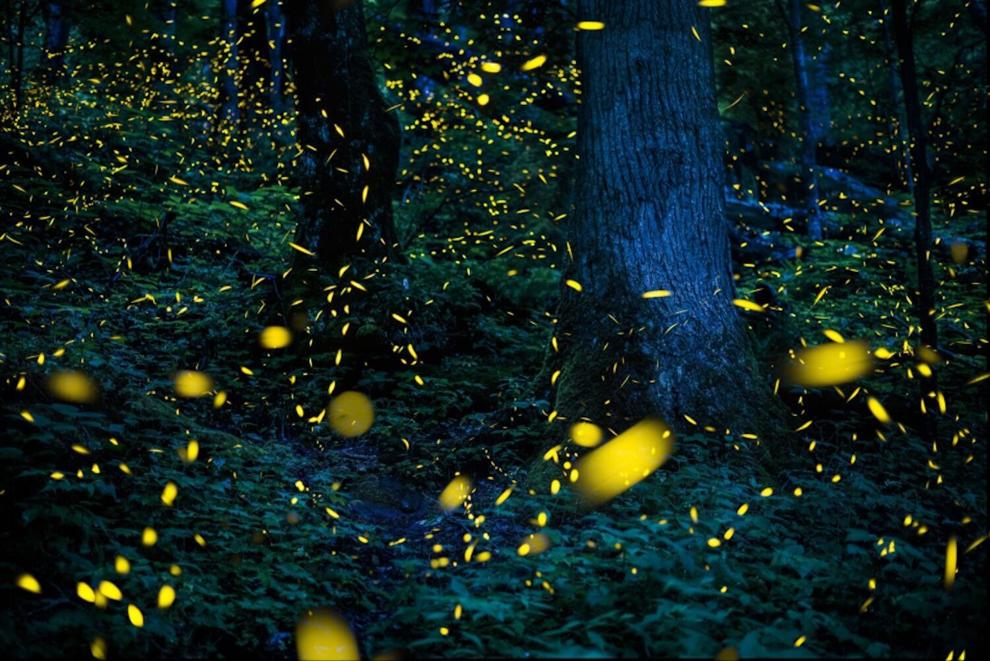 GSMNP announces dates for annual firefly viewing event | News ...
