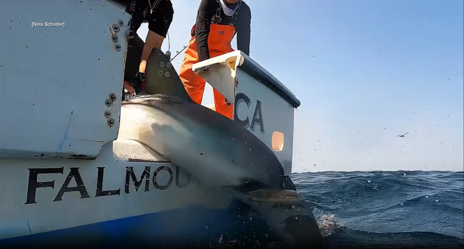 Scientist put sensors on sharks to help improve climate forecasts ...