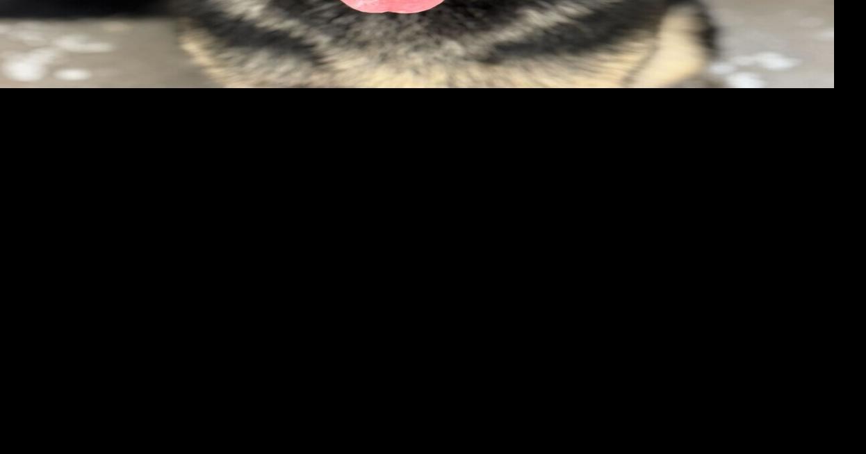 Cheers to finding Cheerio a home | News | themountainpress.com