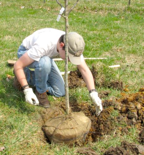 Planting Balled Trees | Opinion | themountainpress.com