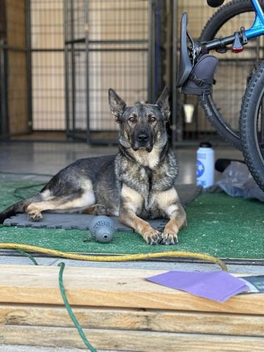 PFPD says goodbye to K9 Brita | News | themountainpress.com