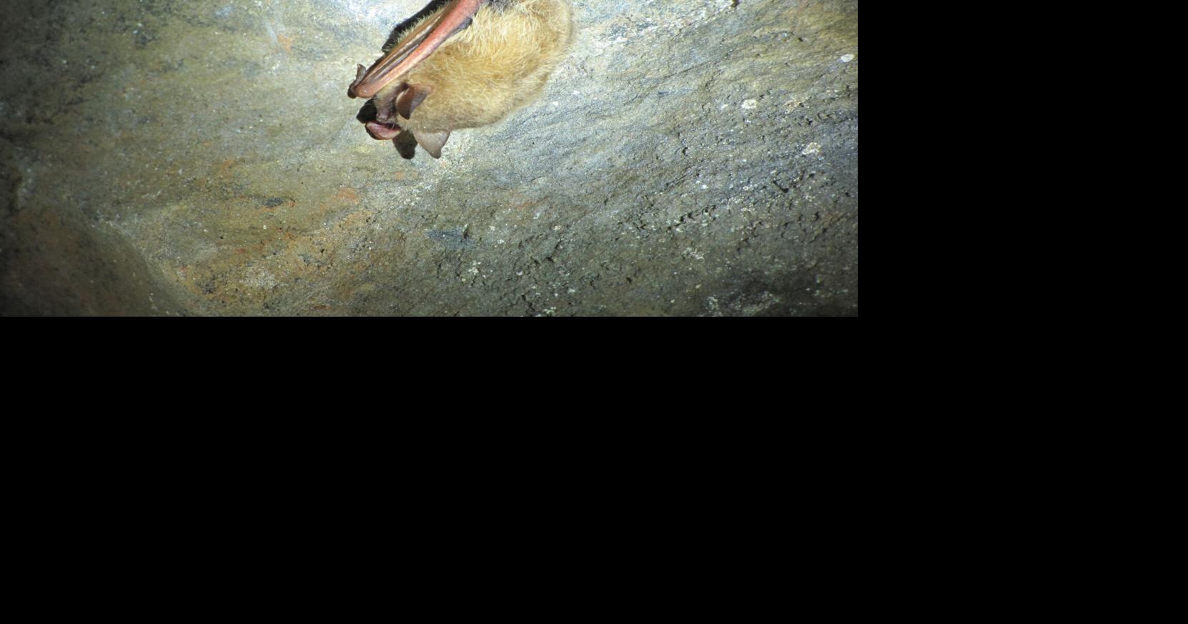 Celebrate the ecological and cultural importance of bats with NPS and ...