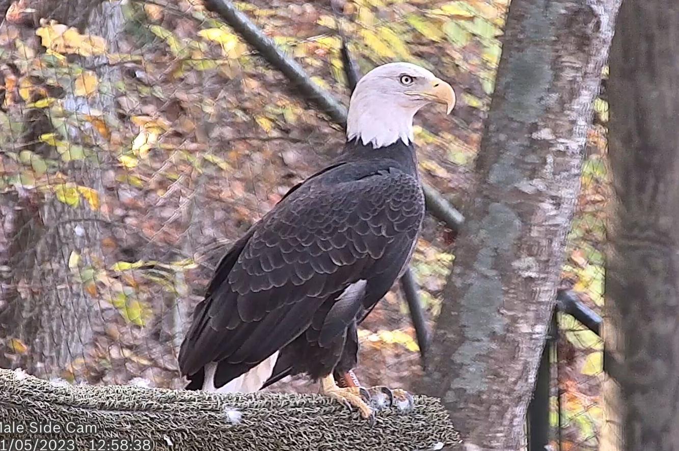 One of three missing bald eagles recovered by American Eagle Foundation ...