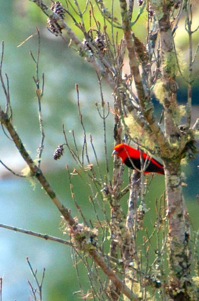 Birding Walk to Kick Off the 23rd Annual Spring Planting and Music ...