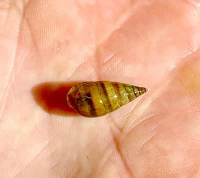 Periwinkles: the Snail Not the Flower | Opinion | themountainpress.com