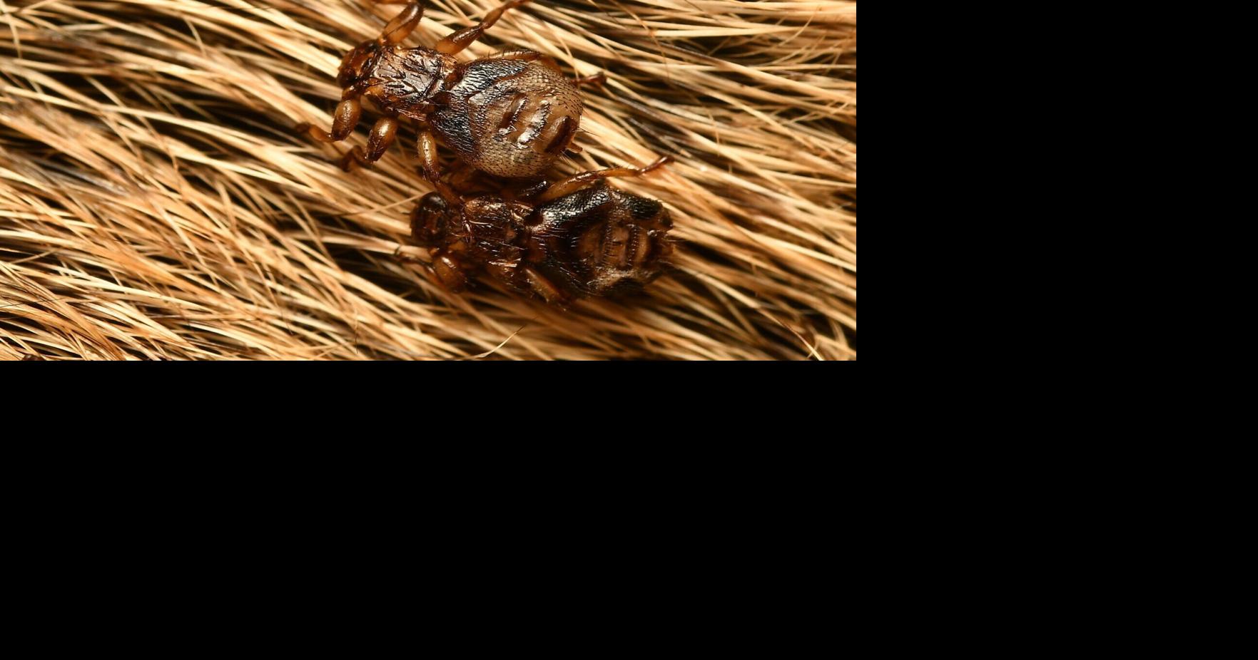 Research reveals fly ‘sacrifices’ sight after finding host to live on ...